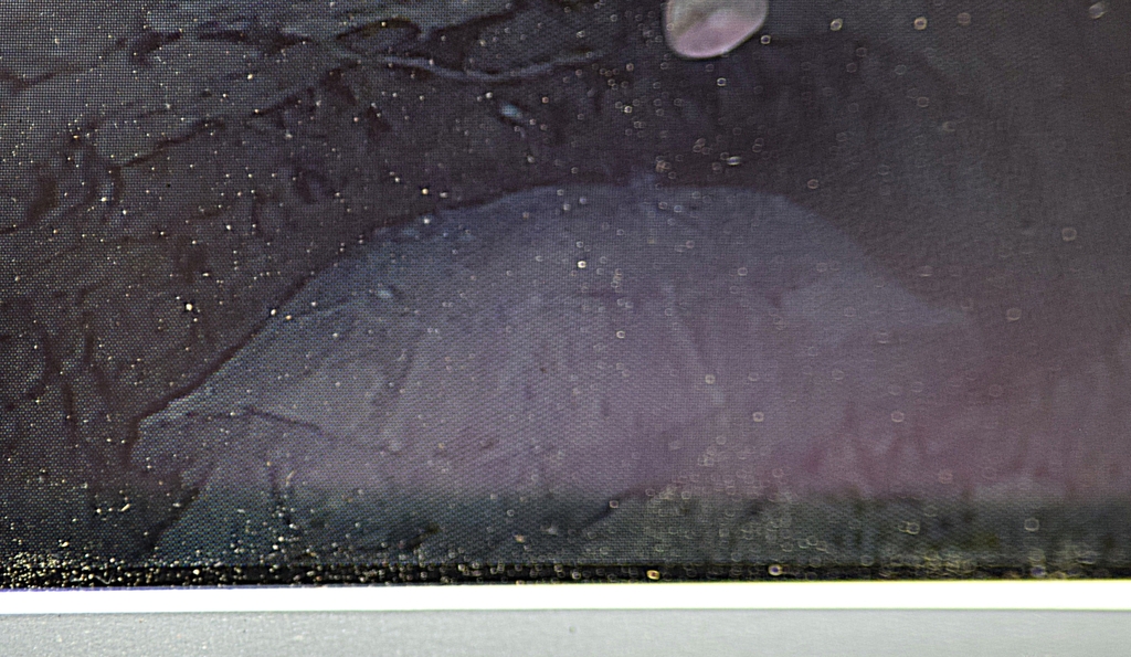 Gopher Tortoise in May 2023 by Ken Cheeks. Gopher Tortoise viewed with ...