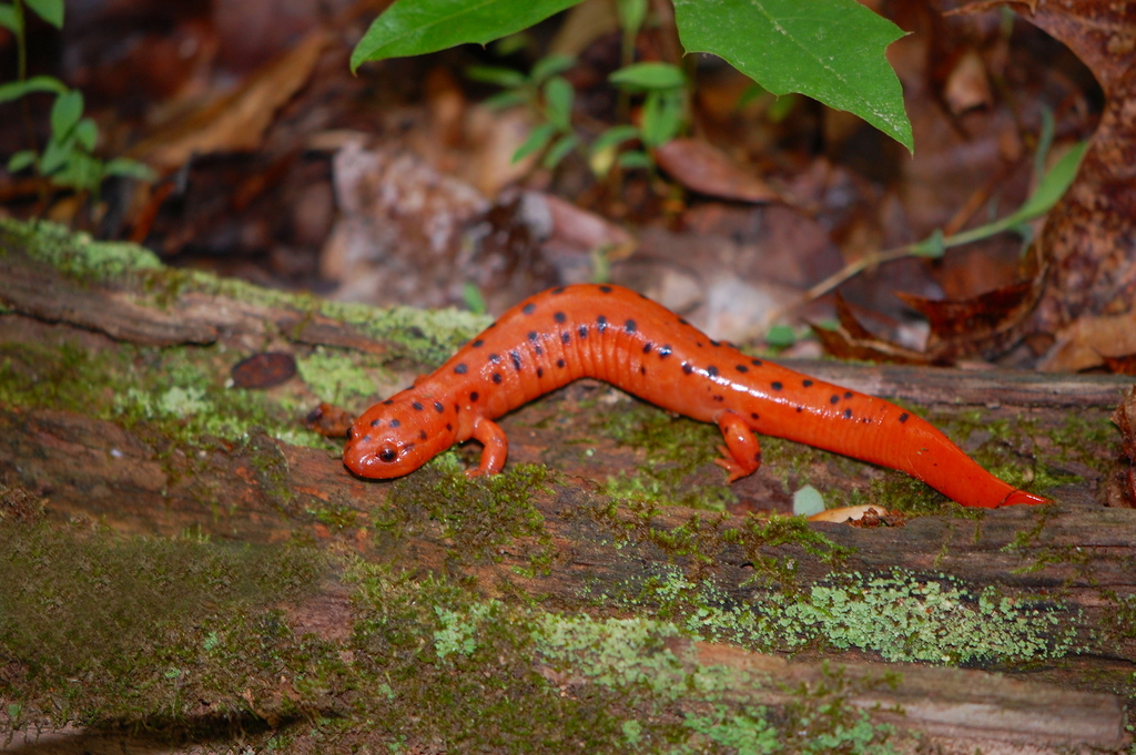 Mud Salamander from clay city ky on June 08, 2015 at 01:15 PM by Alex ...