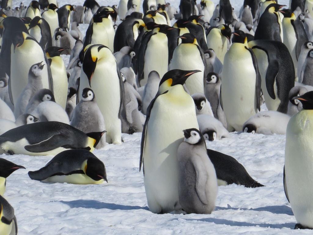 Emperor Penguin in October 2018 by Maureen Mullen · iNaturalist