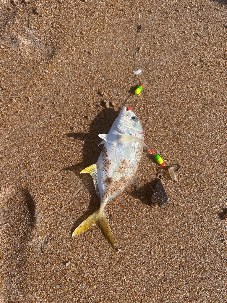 Atlantic Crevalle Jack from Ocean Shore Blvd, FL, US on May 17, 2023 at ...