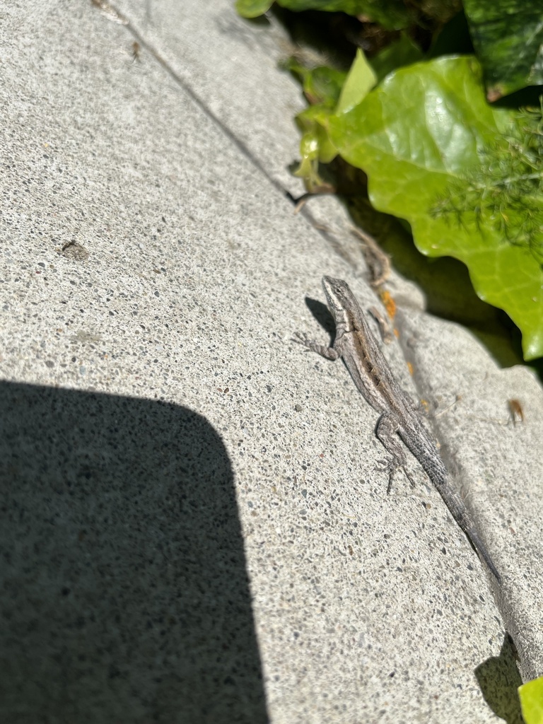 Ornate Tree Lizard from Oxbow Commons, Napa, CA, US on May 16, 2023 at ...