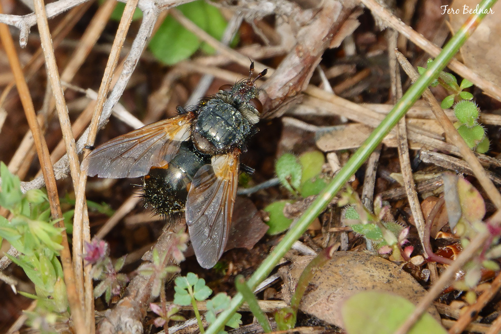Tachina from Southern Aegean, Greece on April 10, 2023 at 12:01 PM by ...