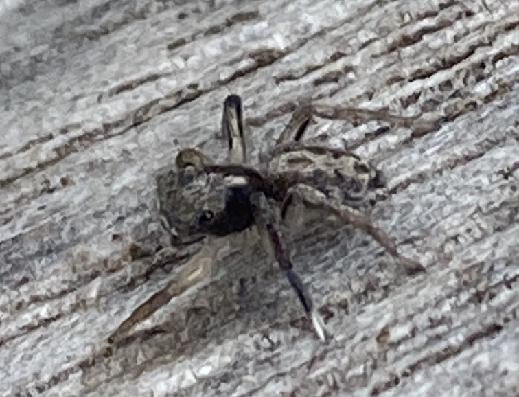 Saitis Banner-legged Jumping Spiders from Temple of Olympian Zeus ...