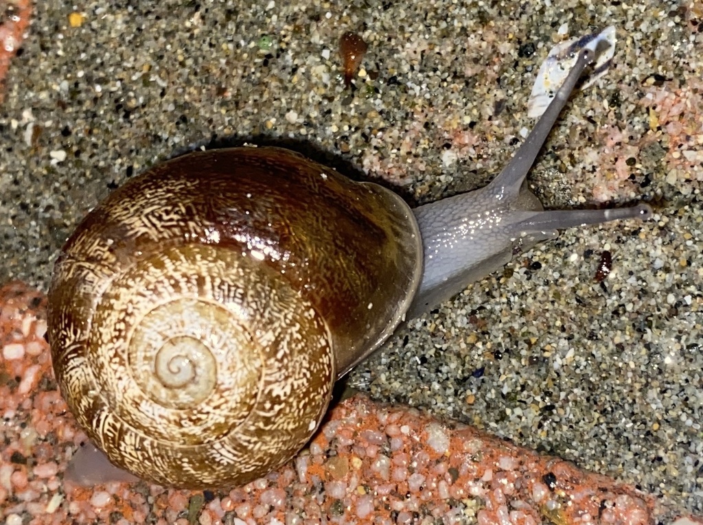 Chocolate-band Snail from Via Lungomare della Salute, Fiumicino, Lazio ...