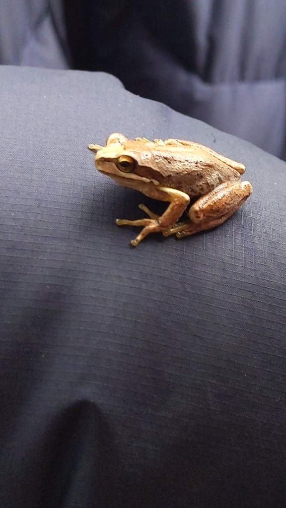 Southern Brown Tree Frog from Karatta SA 5223, Australia on April 15 ...
