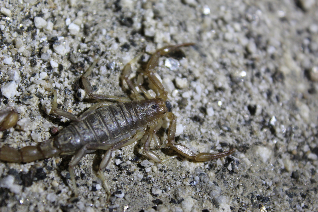 California common scorpion from Grand Terrace, CA, USA on May 16, 2023 ...