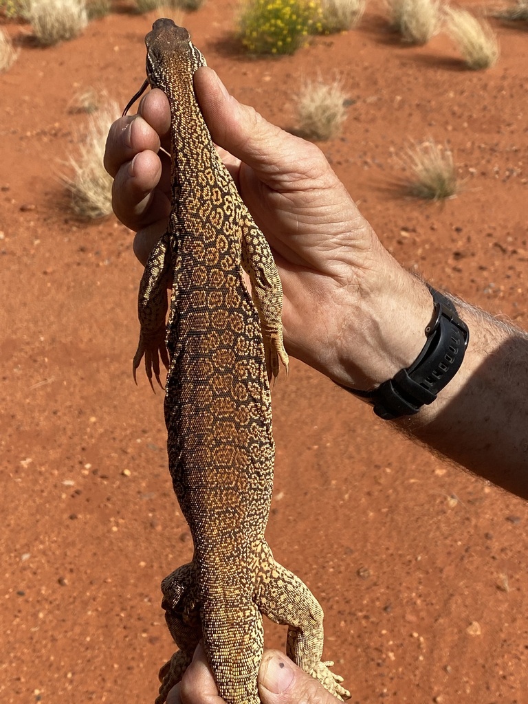 Sand Goanna from Petermann NT 0872, Australia on September 19, 2022 at ...