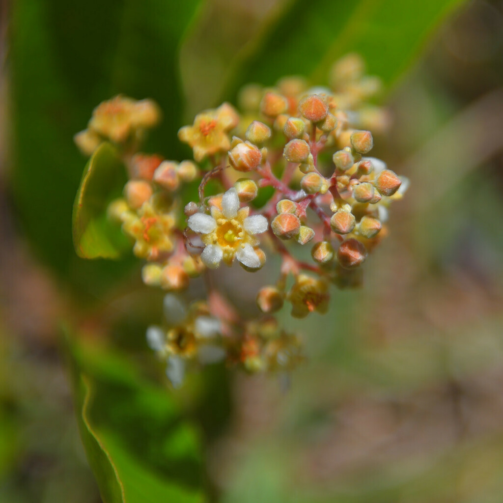 Gopher apple from Everglades National Park, FL, USA on May 17, 2023 at ...