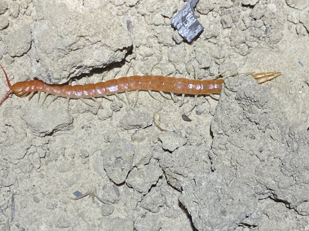 Red-headed Centipede from Birdsville QLD 4482, Australia on October 17 ...