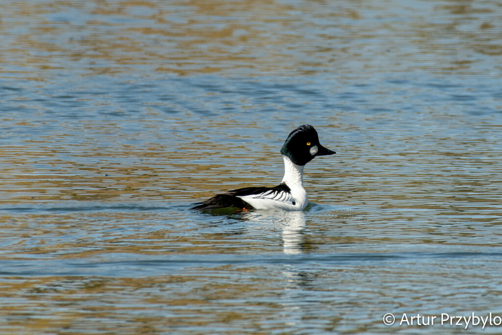 Common Goldeneye from Southwest Calgary, Calgary, AB, Canada on May 5 ...