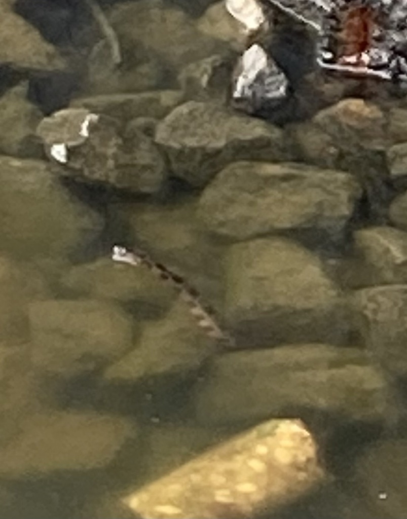 Brown Watersnake in May 2023 by Kelly Reetz · iNaturalist