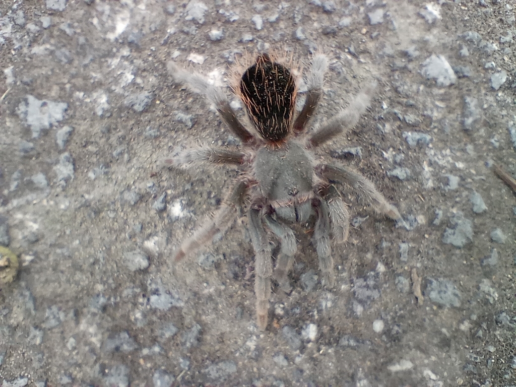 Pedregal Tarantula from Lomas Altas, 11950 Ciudad de México, CDMX ...