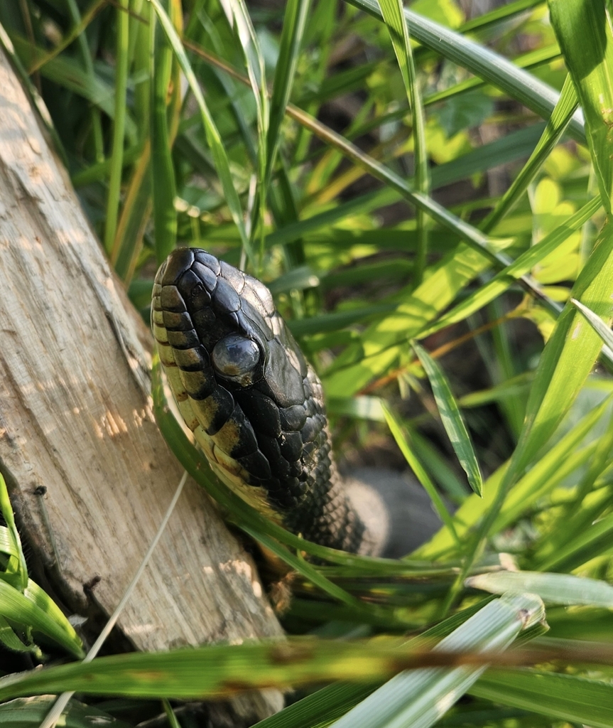 Plain-bellied Watersnake from Vienna, IL 62995, USA on May 17, 2023 by ...