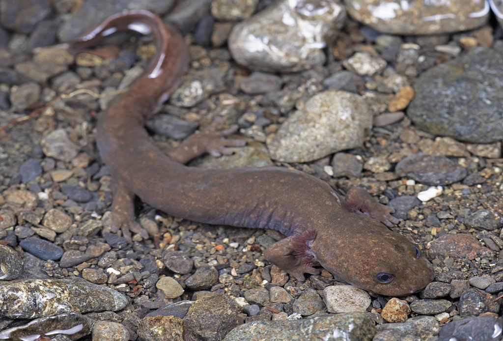 Cope's Giant Salamander in May 2022 by Jake Scott. Neotene. · iNaturalist