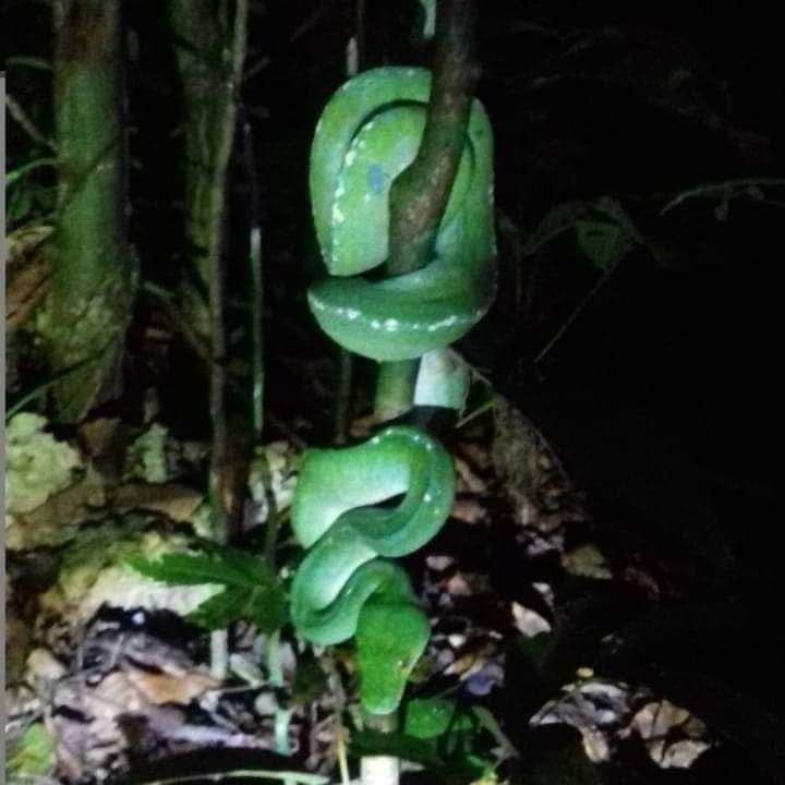 Northern Green Python from Pulau Waigeo, Raja Ampat, West Papua, ID on ...