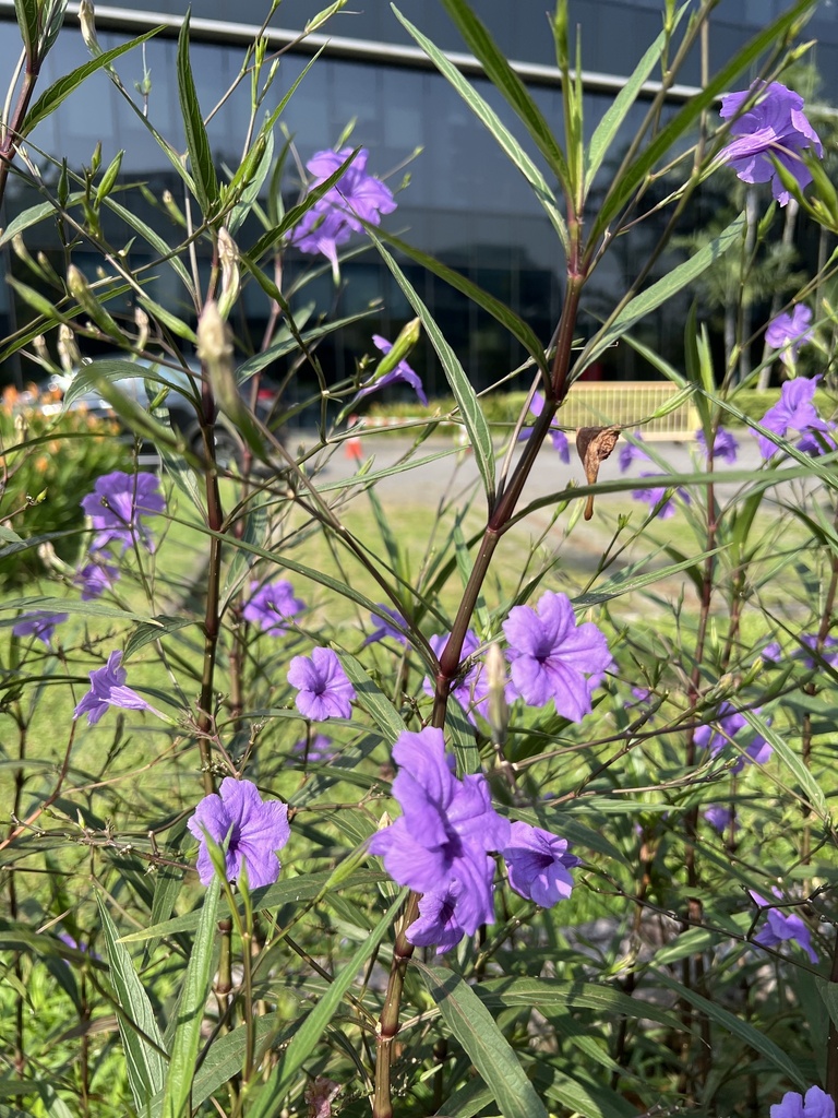Mexican ruellia from Singapore Island, SG on May 18, 2023 at 09:57 AM ...