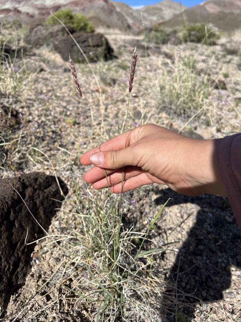 James' Galleta from Dyer, NV, US on May 17, 2023 at 05:10 PM by Allison ...