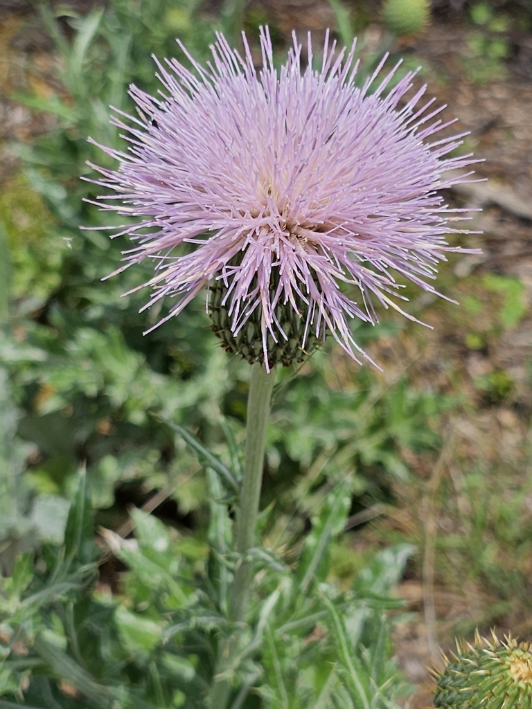 wavyleaf thistle from Lake Worth, TX 76135, USA on May 16, 2023 at 11:26 AM by Karen Burkwall ...