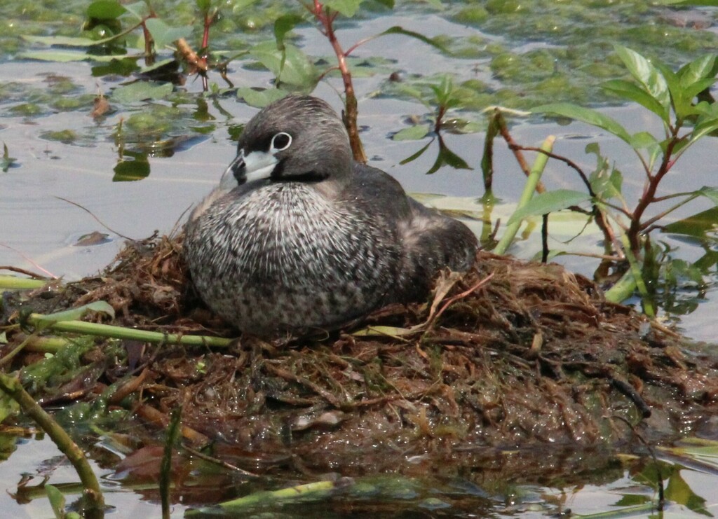 Pied-billed Grebe from Mueller, Austin, TX, USA on May 17, 2023 at 12: ...