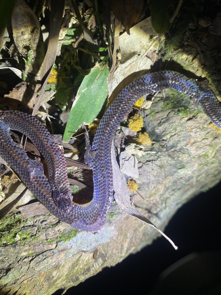 Collared Reed Snake from 永興路, 直潭, TW on May 17, 2023 at 08:24 PM by 郭蓁穎 ...