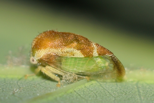Cyrtolobus flavolatus · iNaturalist