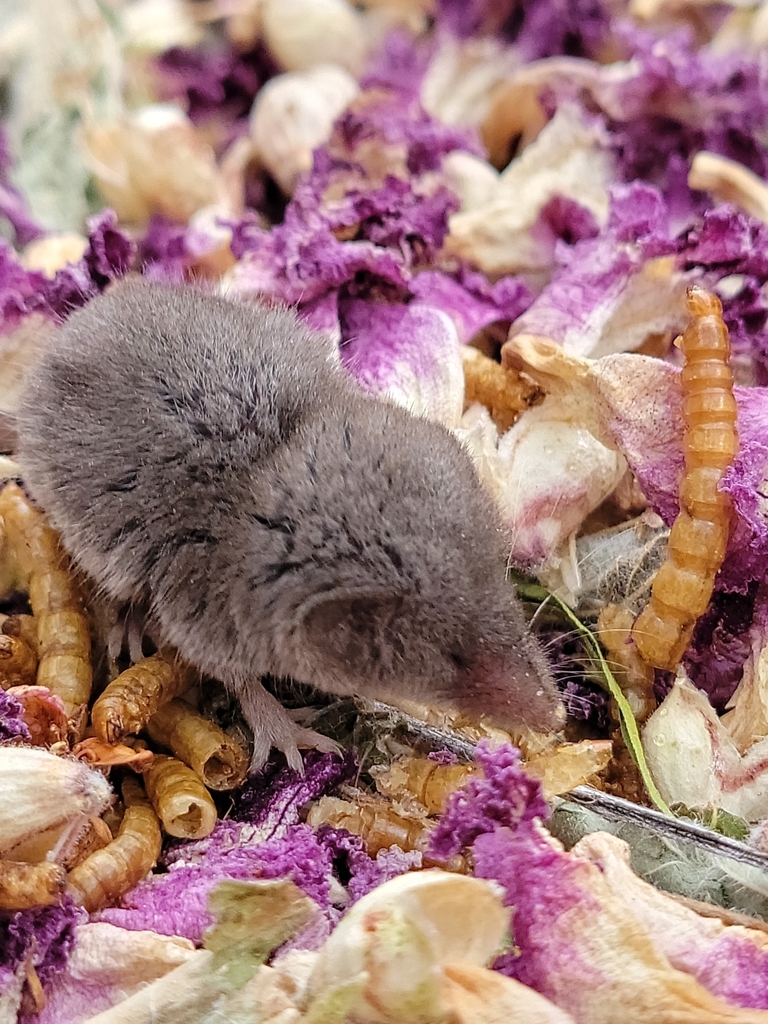 Gray Shrews from Sycamore Canyon, AZ 85641, USA on May 17, 2023 at 05: ...