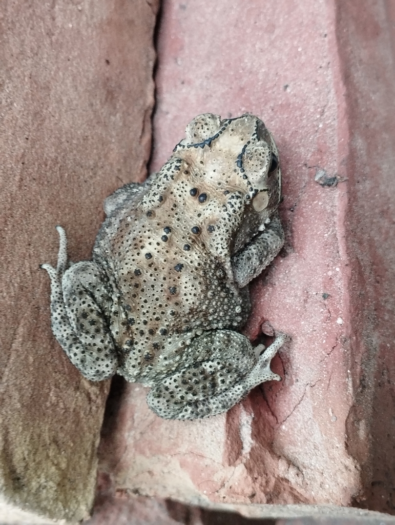 Asian Common Toad from 32RW+2GW, Bangladesh on May 18, 2023 at 11:16 AM ...