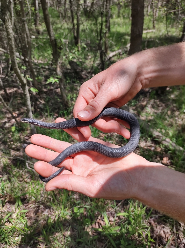 Colubrid Snakes from Ottawa National Wildlife Refuge Visitor Center on ...