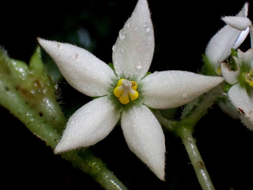 Argostemma solaniflorum · iNaturalist United Kingdom