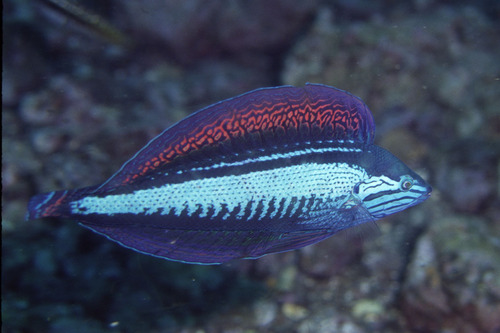 Rainbow Wrasses (Coris)