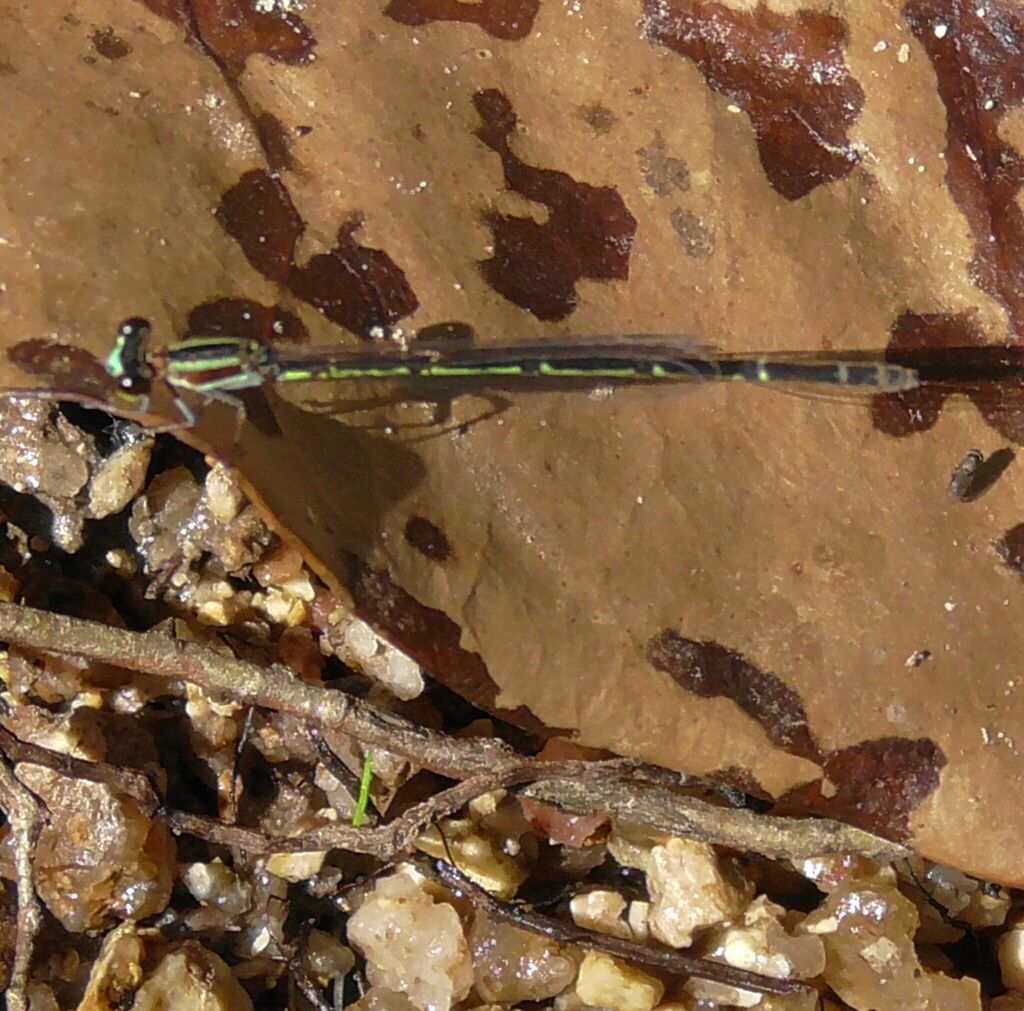 Red-tipped Shadefly from Watsonville QLD 4887, Australia on May 18 ...