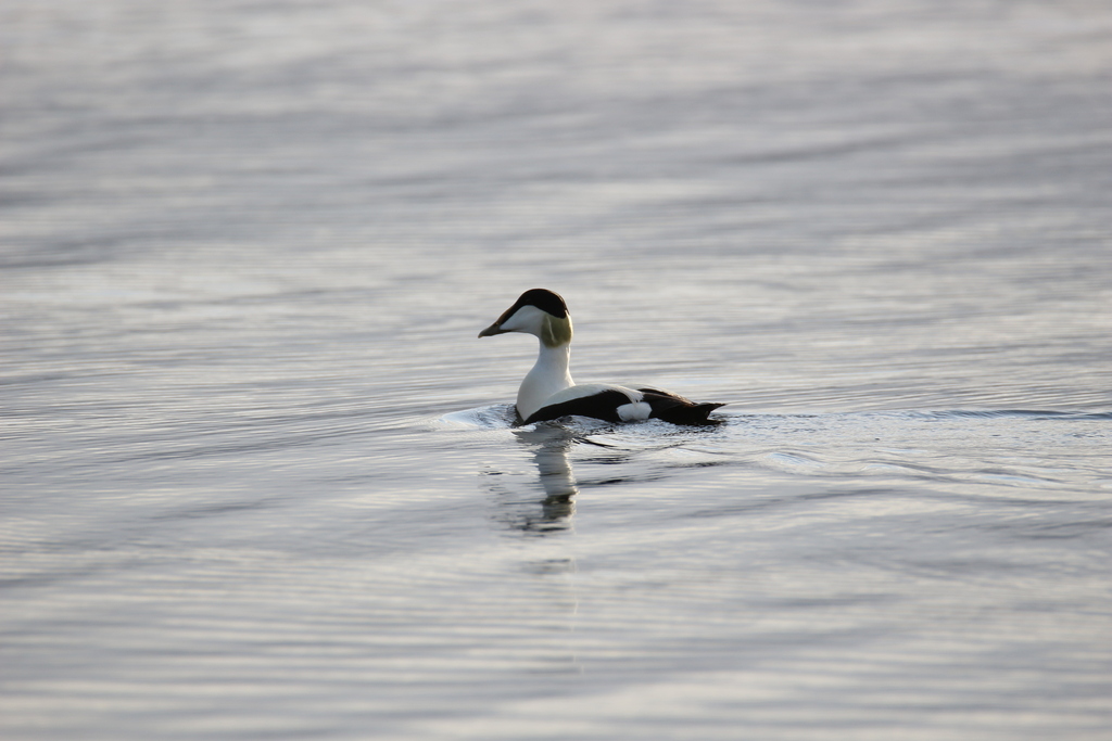 Common Eider in May 2023 by Corentin Vandesteene · iNaturalist