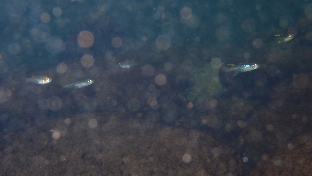 Pacific Blue Eye from Babinda QLD 4861, Australia on May 14, 2023 at 11 ...