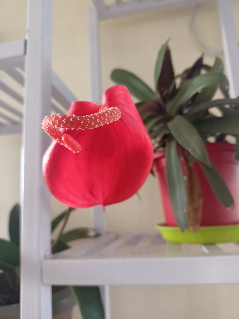 anthuriums from 8JV4+4WJ, Upper Sichey, Sungava, Gangtok, Sikkim 737101 ...