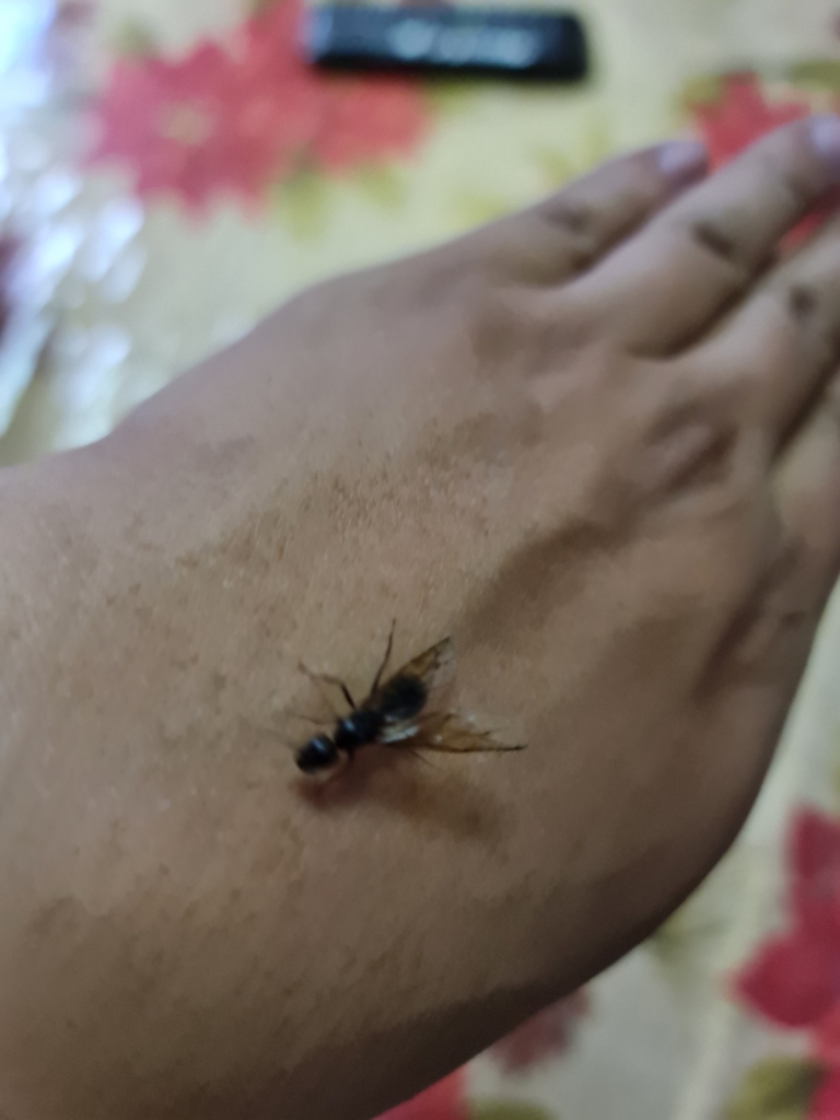 Winged and Once-winged Insects from Padre Burgos, Baguio, Benguet ...