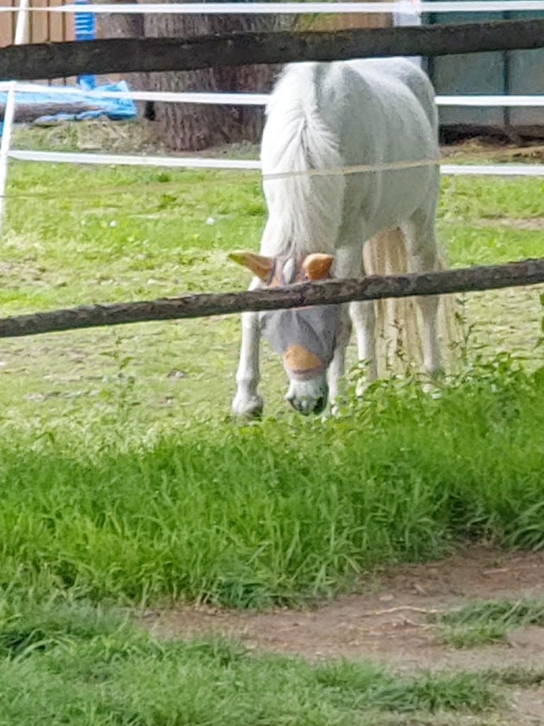 Domestic Horse on May 18, 2023 at 11:23 AM by muhah · iNaturalist