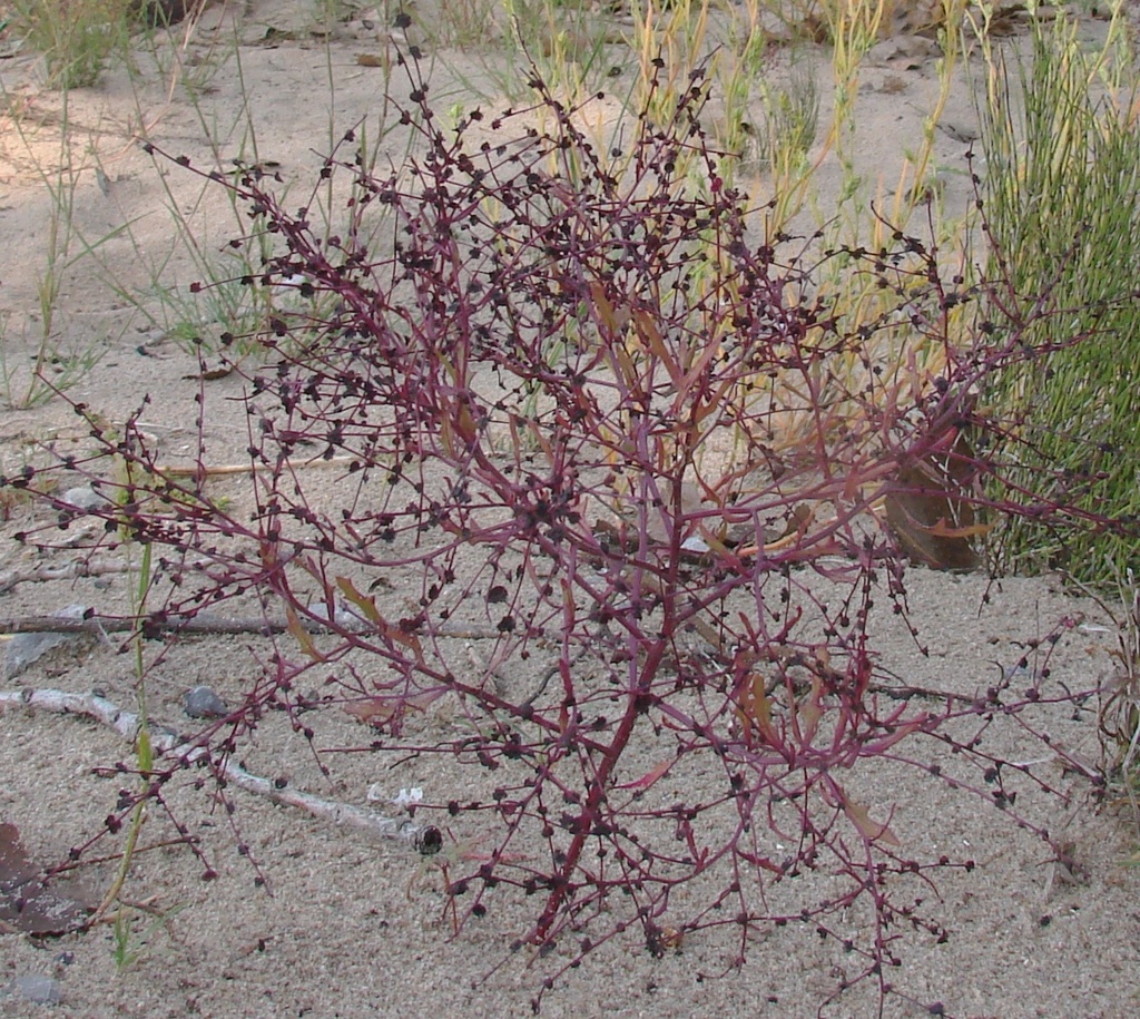 Winged Pigweed from Niagara Regional Municipality, ON, Canada on ...