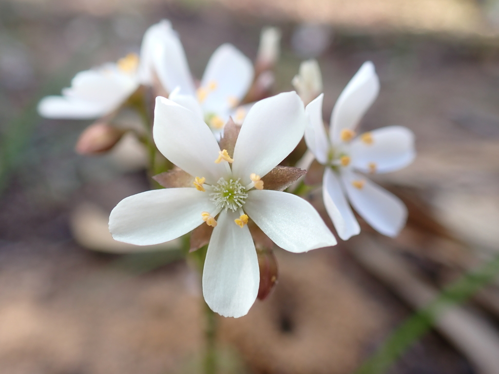 Red Ink Sundew from Carabooda WA 6033, Australia on May 16, 2023 at 10: ...