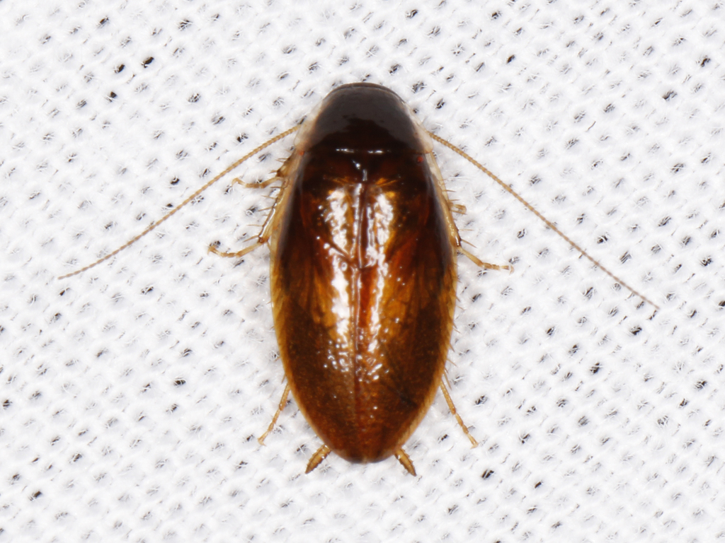 Anaplecta from Thattekkad Bird Sanctuary, Kerala, India on March 26 ...