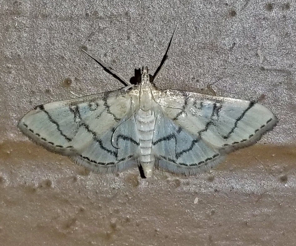 Hollow-spotted Blepharomastix Moth from Fentress County, TN, USA on May ...