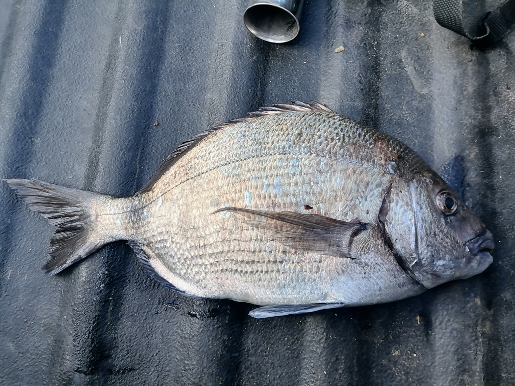 Cape White Seabream from South Africa on May 18, 2023 at 10:18 AM by ...