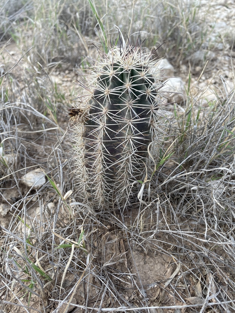 Echinocereus × lloydii from McCamey, TX, US on May 18, 2023 at 07:50 AM ...