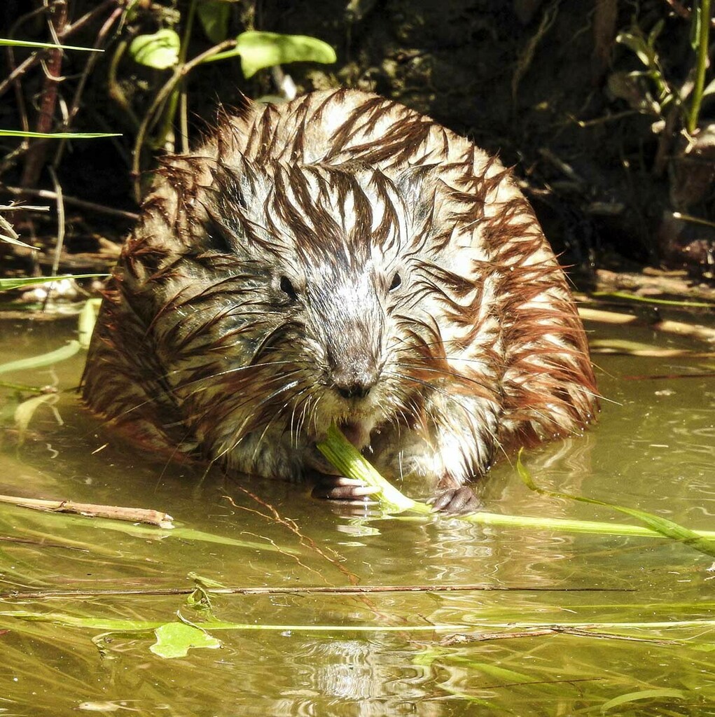 Muskrat from West Side, Pueblo, CO, USA on May 17, 2023 at 12:08 PM by ...