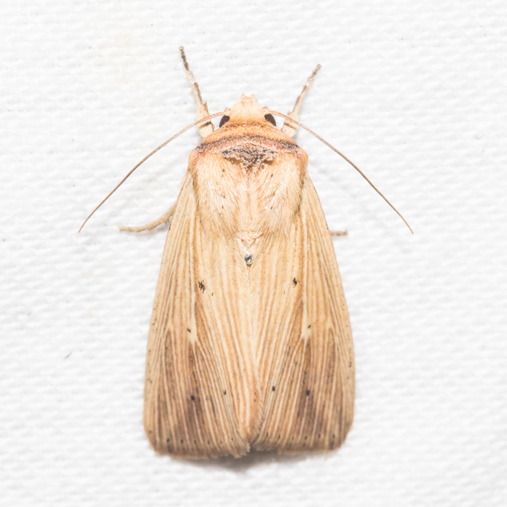 Adjutant Wainscot from Patuxent Research Refuge, Anne Arundel, Maryland ...