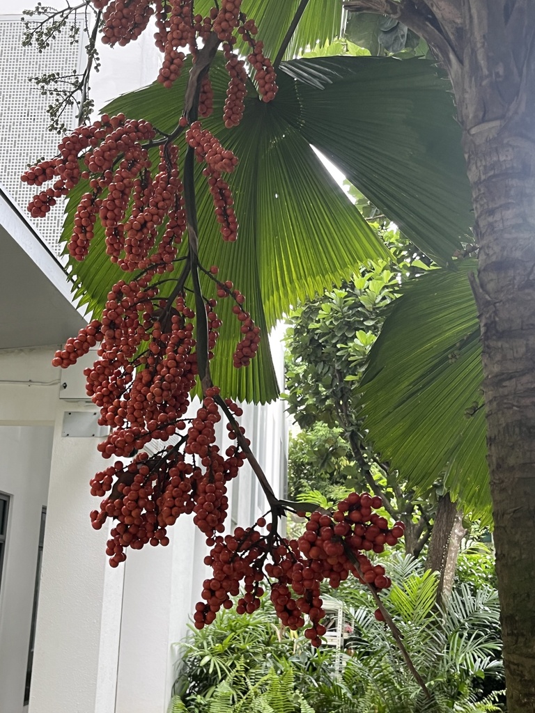 Vanuatu Fan Palm from University Town, SG on May 18, 2023 at 06:02 PM ...