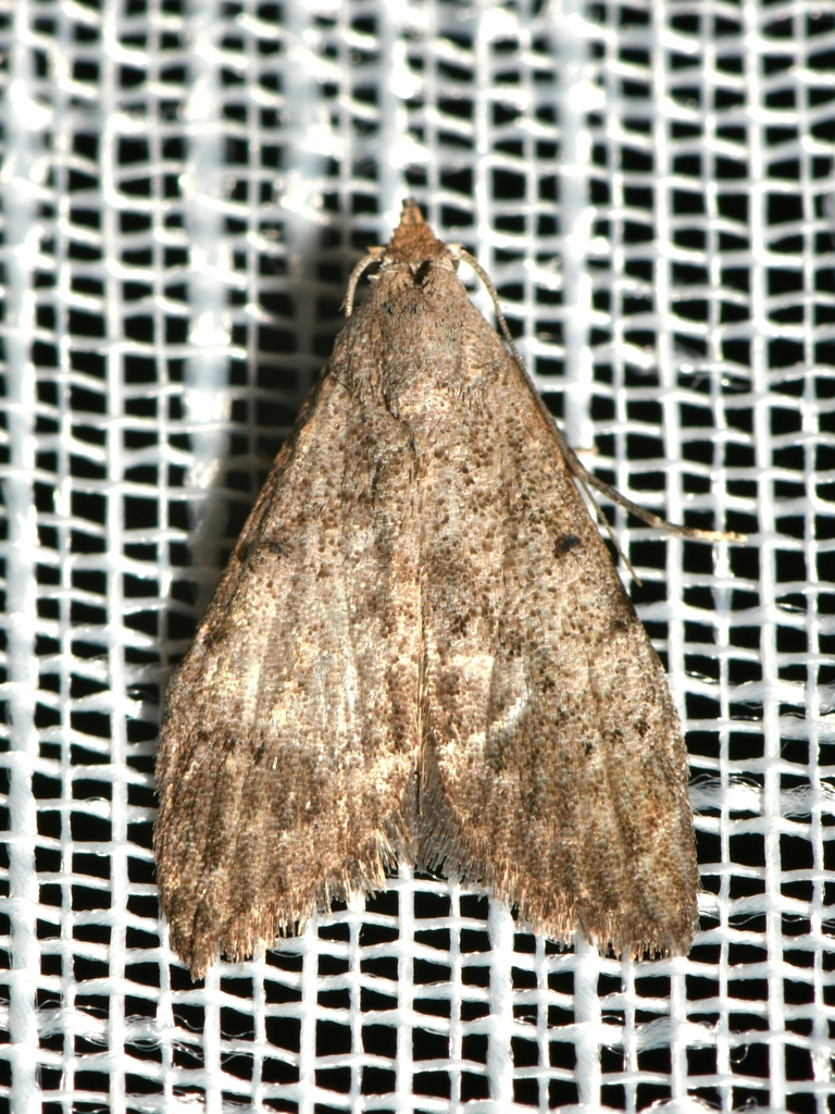 Plain Tuft Moth from Cranbourne South VIC 3977, Australia on May 15 ...