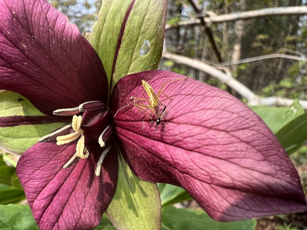 Flies from The Adirondack Preserve, Lake Placid, NY, US on May 16, 2023 ...