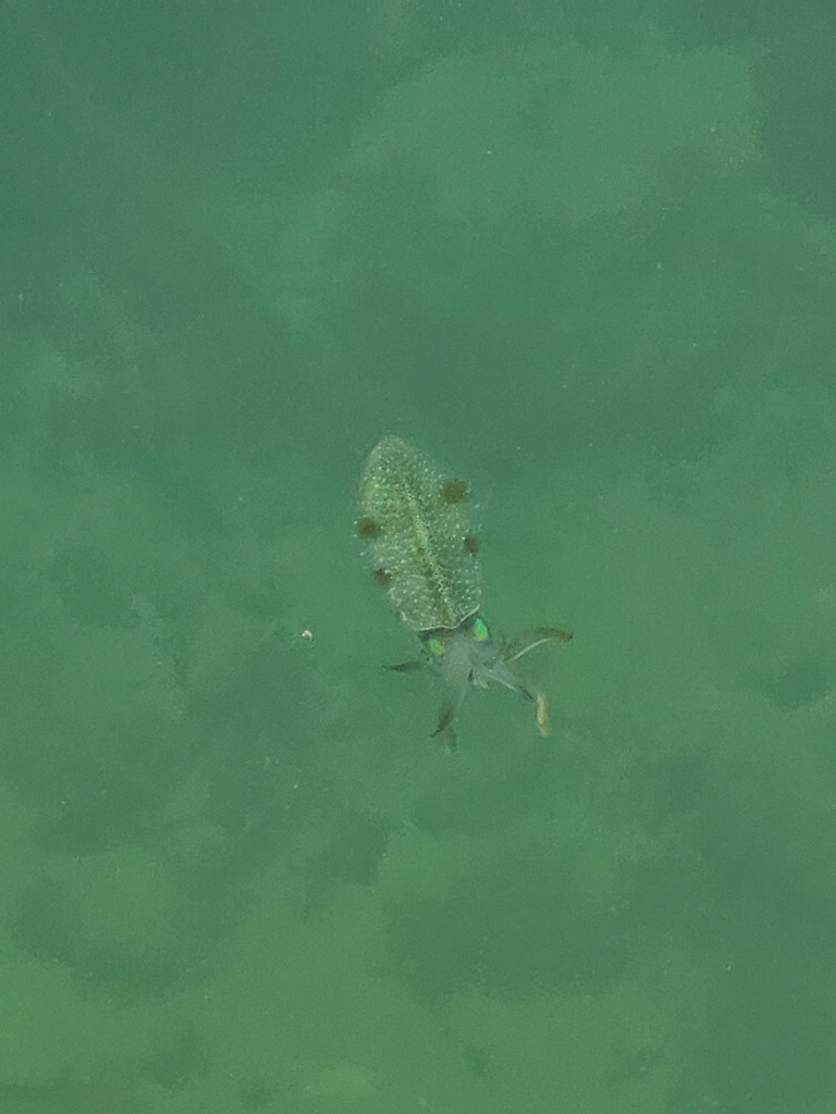 Caribbean Reef Squid from Miami, FL 33130, USA on May 18, 2023 at 09:26 ...