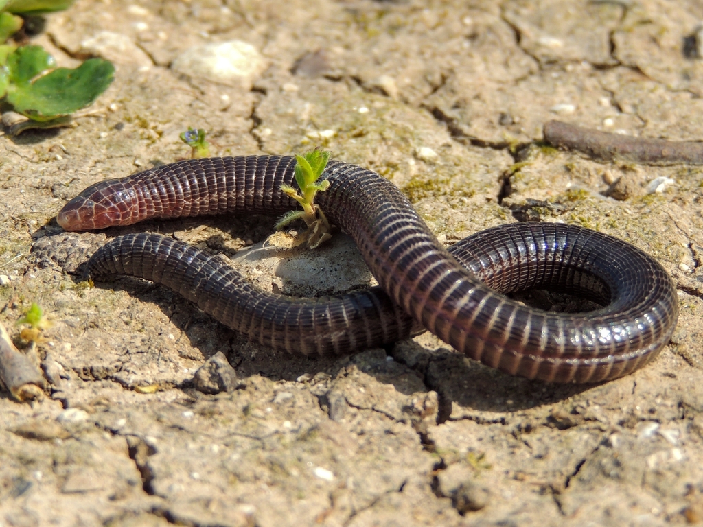 Levant Worm Lizard in February 2023 by Rami Khashab · iNaturalist