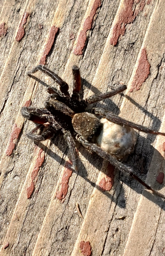 Wolf Spiders from Rootstown Township, OH, USA on May 18, 2023 at 09:10 ...